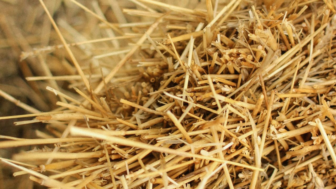 "Ieder strobouwproject moet een voorbeeldproject zijn" | VIBE ...